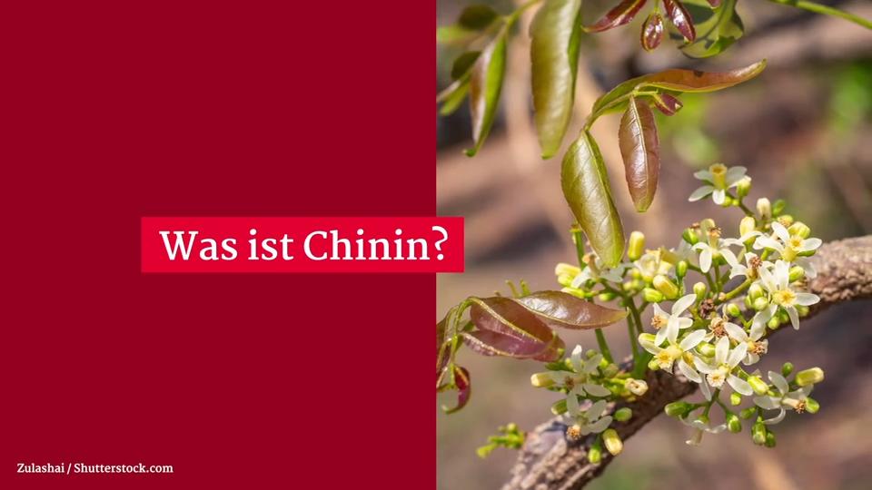 Gesundheitslexikon: Chinin