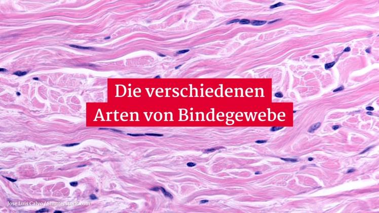 Gesundheitslexikon: Bindegewebe