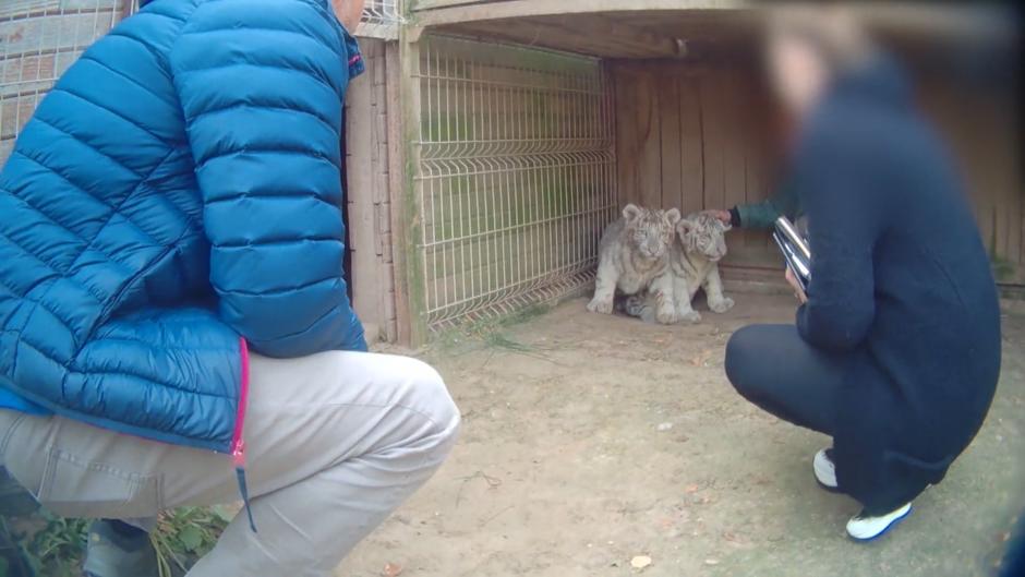Raubkatzen halten wie Hundewelpen: So einfach kommt man in Deutschland ...