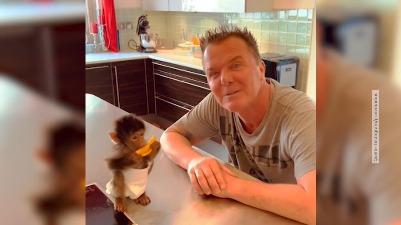 Marcus Prinz von Anhalt ballert auf Schildkröte: So rechtfertigt er den ...