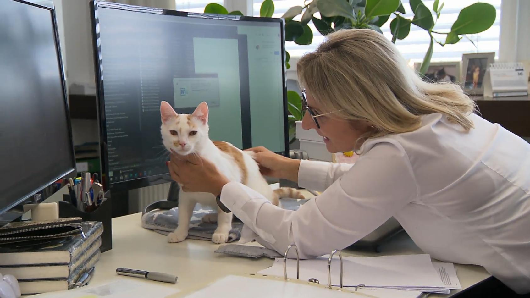 Aus dem Tierheim ins Büro: Chef rettet 3 Messie-Katzen - und die ...