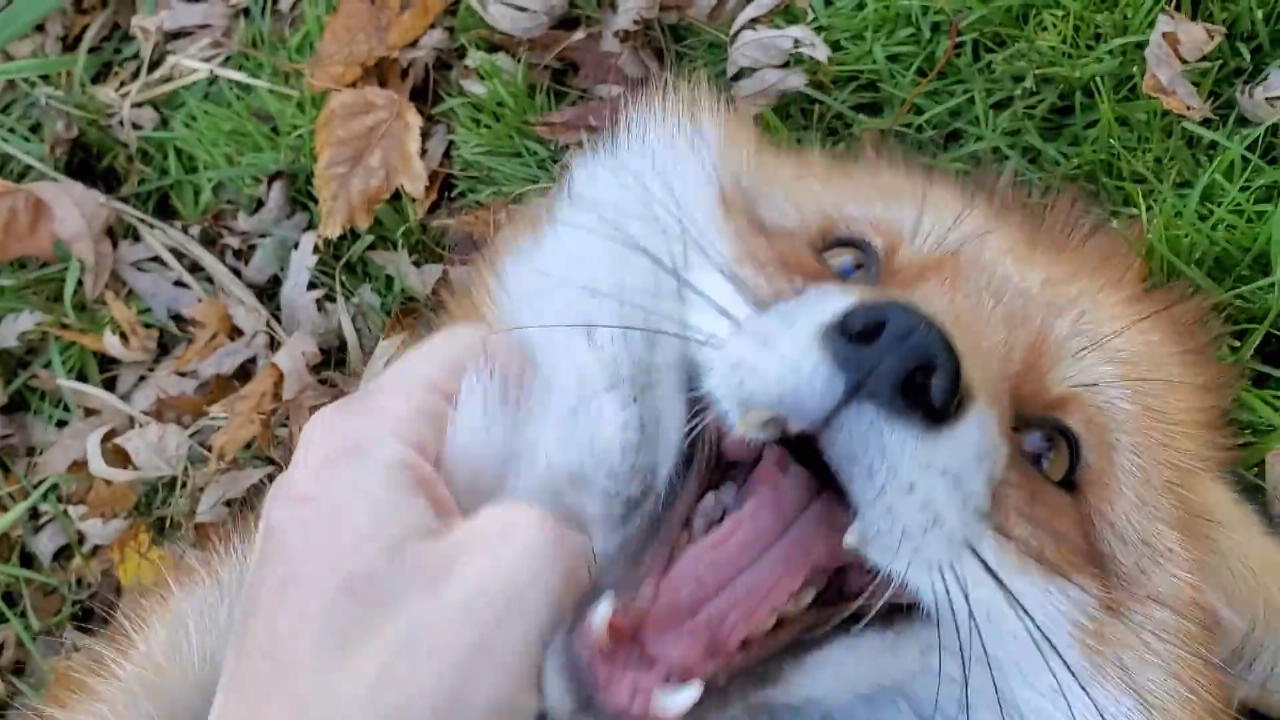 So zuckersüß hört es sich an, wenn Füchse lachen!