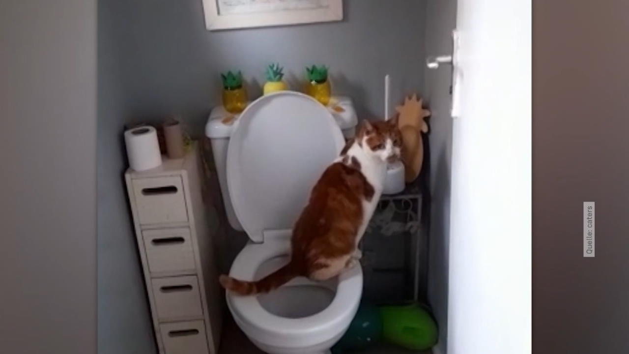 Wunderschöne Katze Benutzt Katzenklo Nicht Mehr Bild