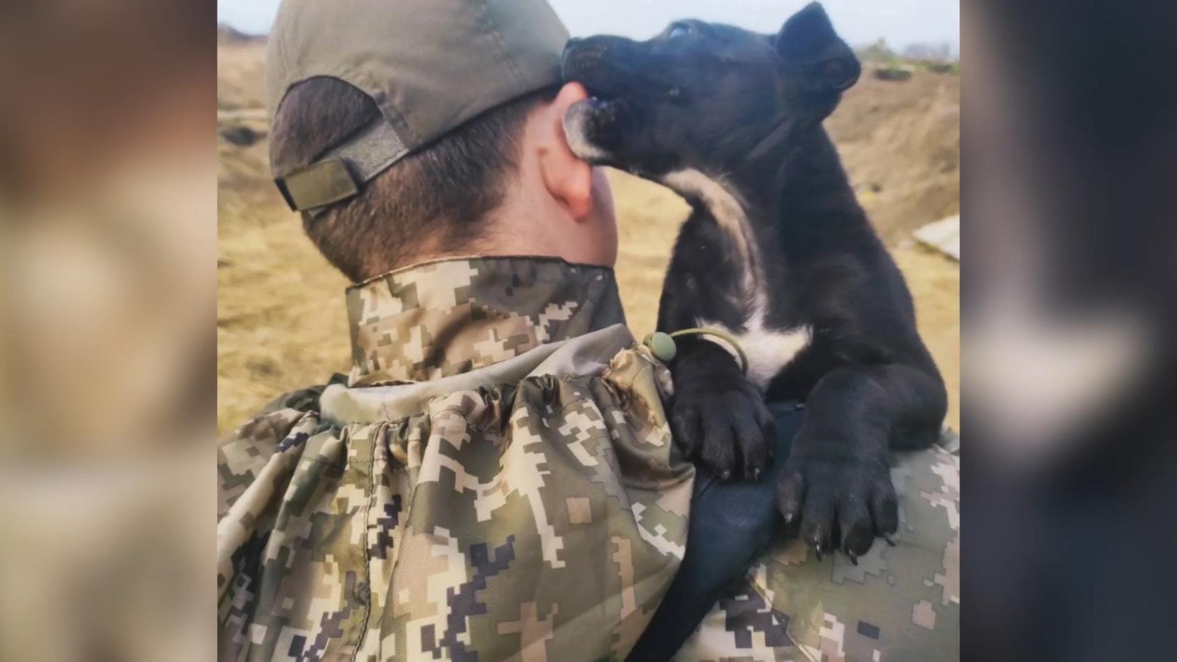 Ukraine-Krieg: Welpe Jessie wurde an der Front geboren und ist schon ...
