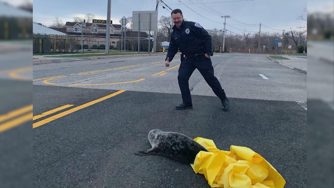 USA: Polizei stoppt Robbenbaby in Kreisverkehr - vom richtigen Weg ...