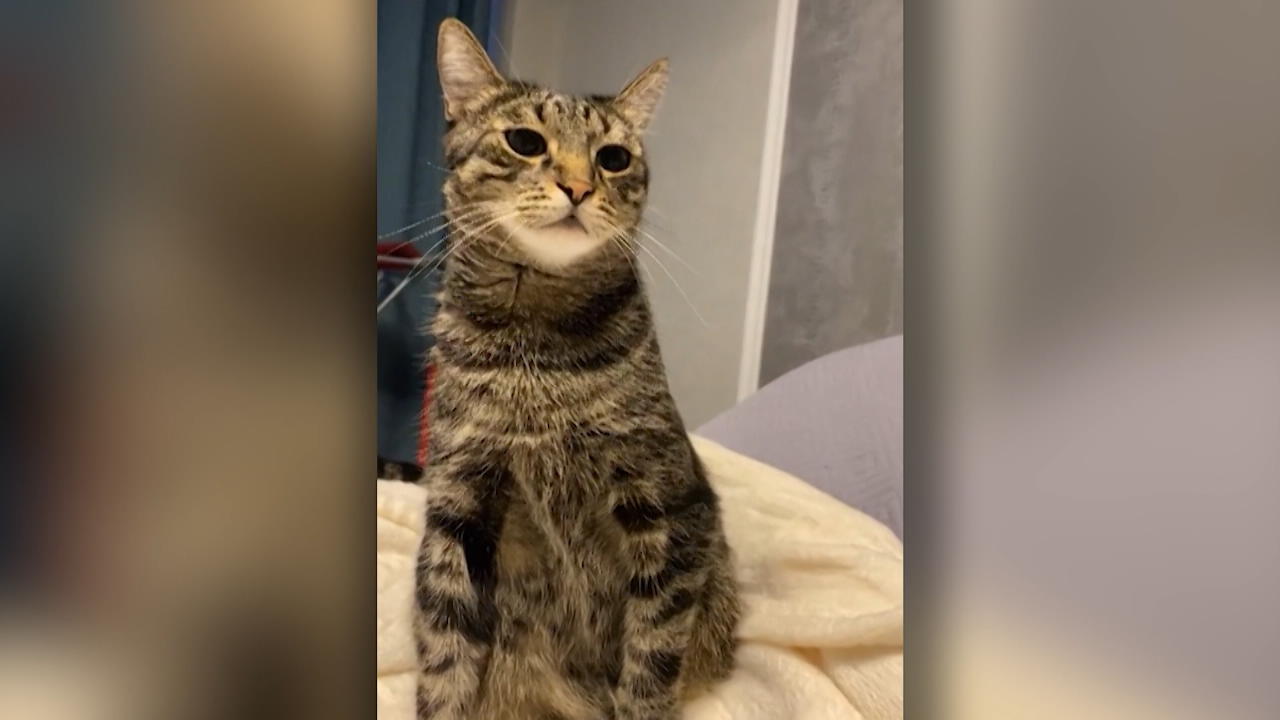 Was für ein Katzengejammer! Kater ist extrem genervt, während Frauchen ...