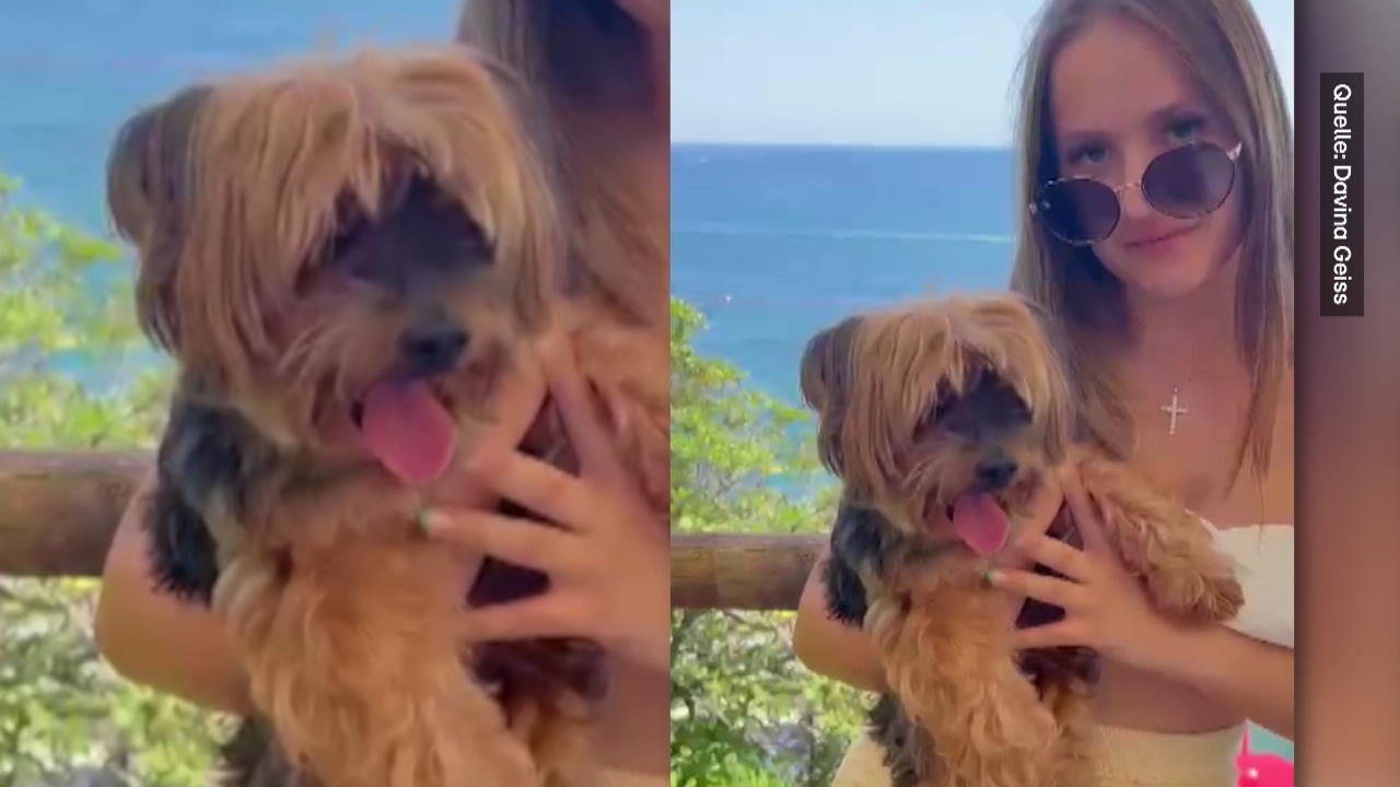 Die Geissens: Familienhund Maddox wird zum Instagram-Star