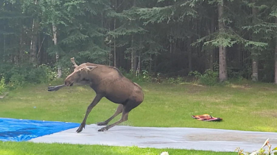 Alaska: Junger Elch planscht auf einer Wasserrutsche - wie ein kleines ...