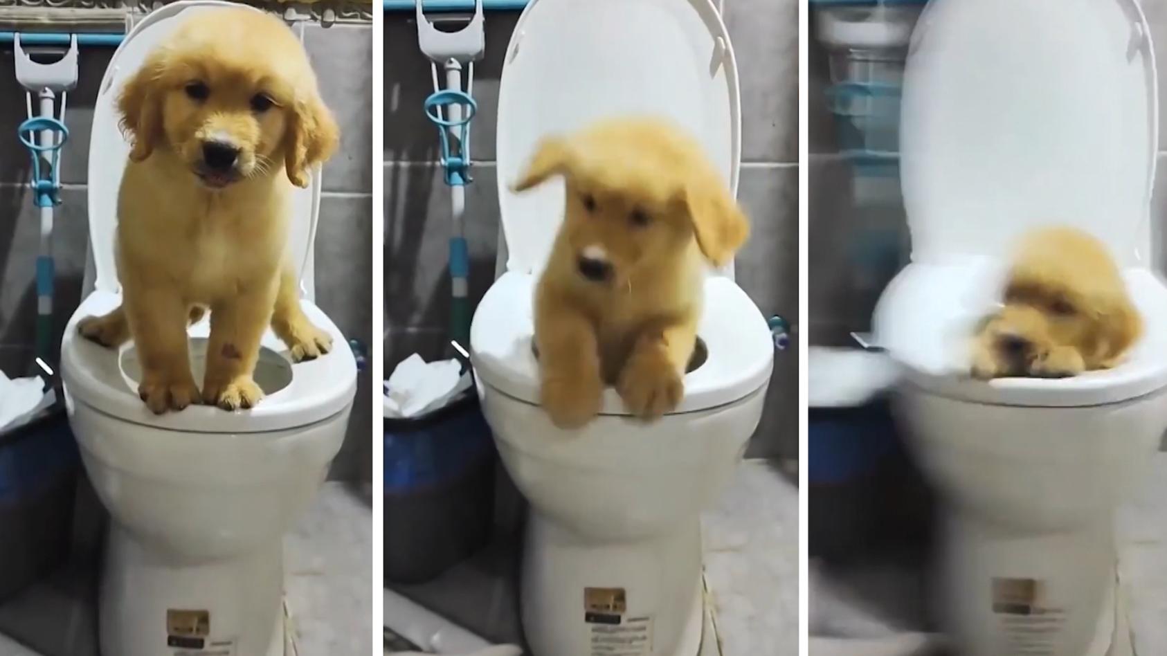 Hund soll lernen aufs Klo zu gehen – und fällt rein!