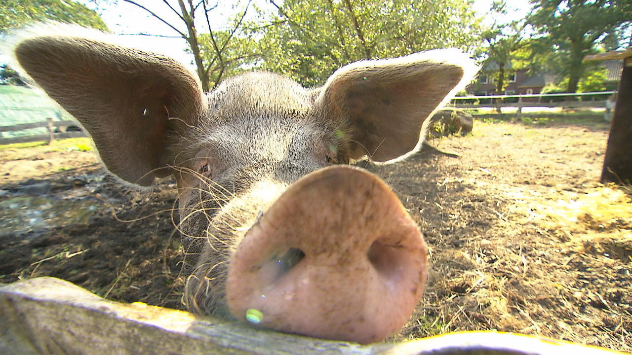 Schwein gehabt! Sau Rosalie aus Großefehn entkommt der Schlachtbank und ...