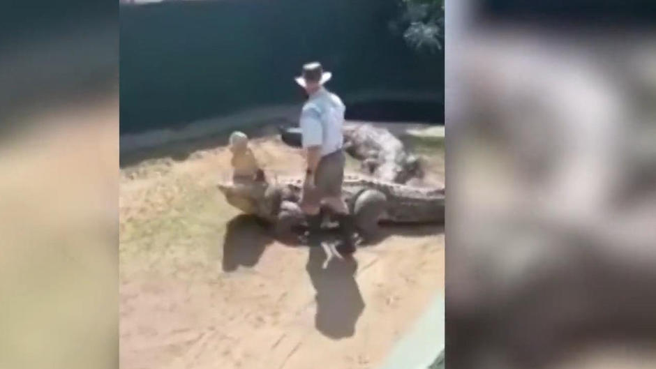 Südafrika: Krokodil-Attacke vor laufender Kamera - Hannibal beißt Tierpfleger bei Show in den Arm