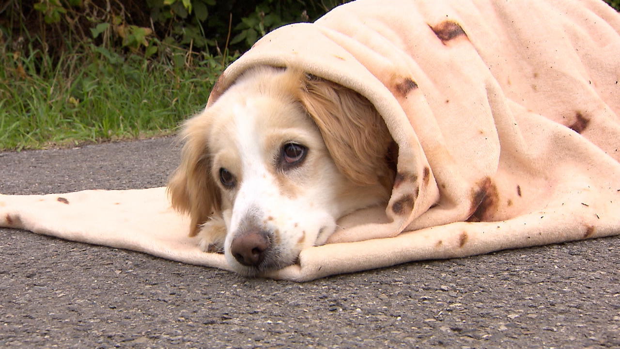 Hunde-Stars erobern Social Media