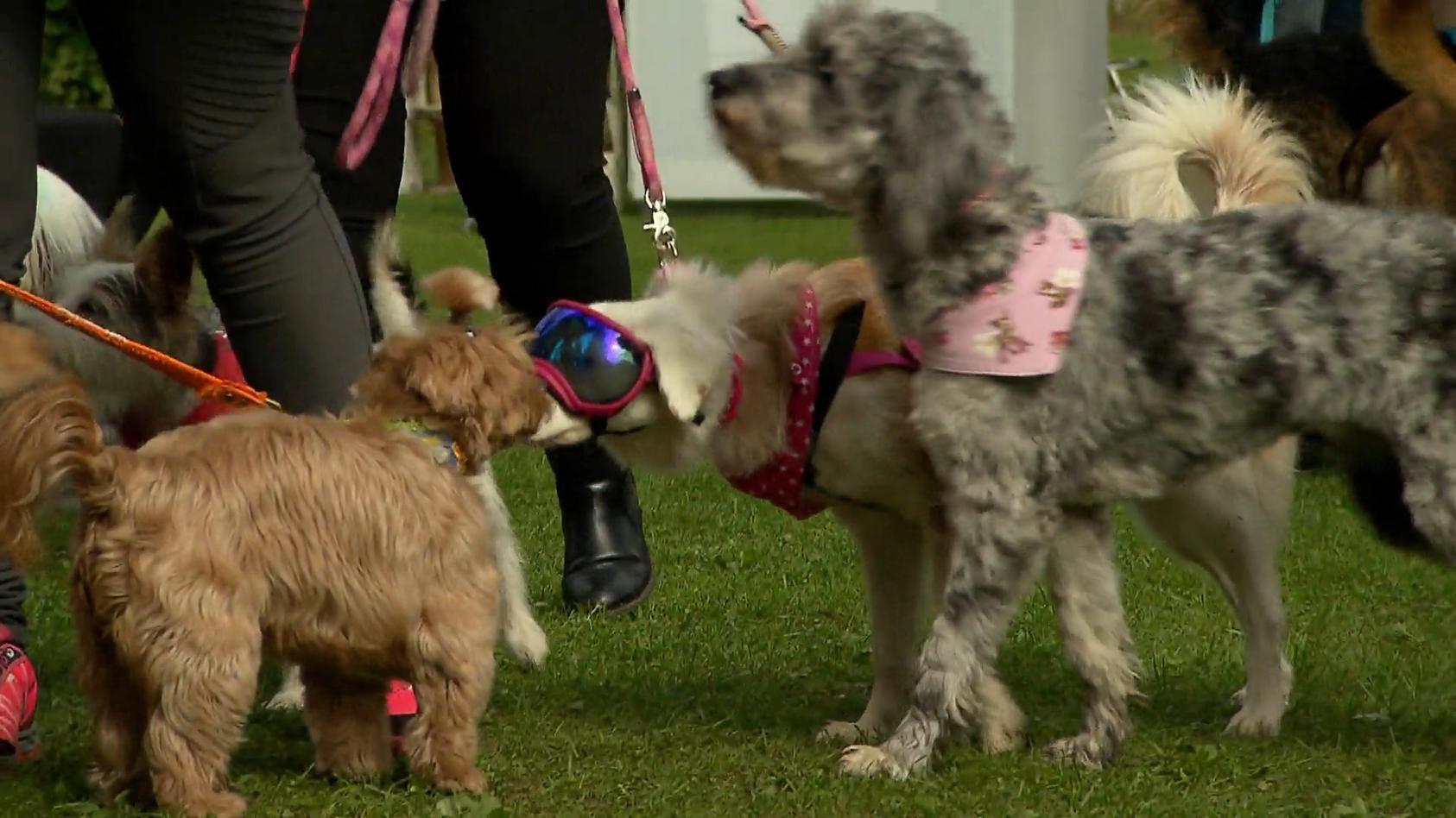 Tierisch große Stars! Wer bei den "Petfluencer Awards" in Köln abräumte