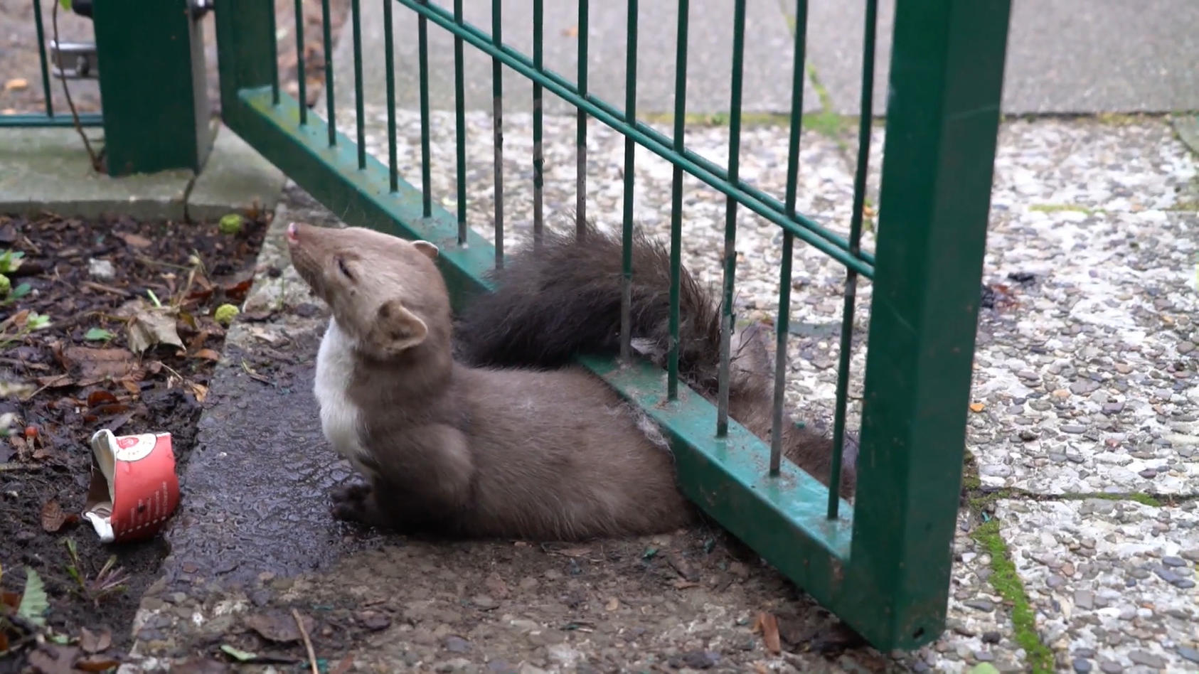 Kleines Raubtier in Not: Marder in Hamburg unter Gartenpforte eingeklemmt