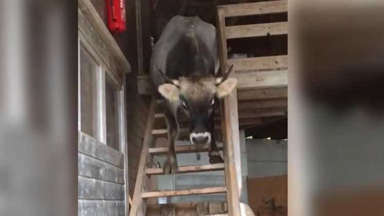 Schweizer Stall-Sause! Kuh rutscht unelegant Treppe runter