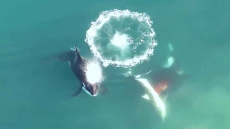 Killerwale jagen und töten Weißen Hai: Attacke von 5 Orcas erstmalig in ...