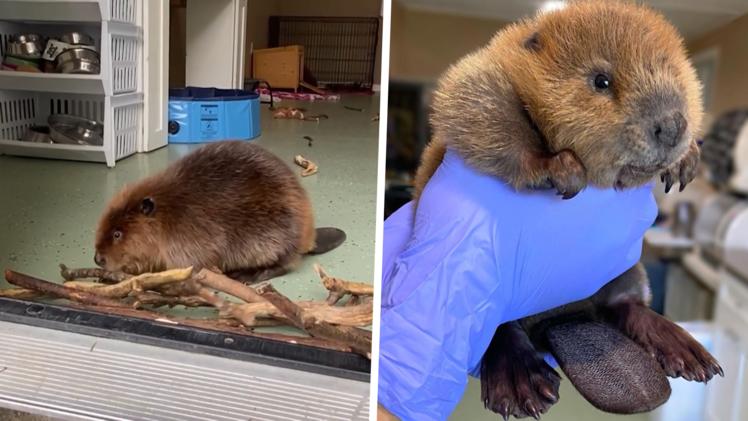 Biber-Baby Nibi baut Mini-Damm im Zimmer ihrer Auffangstation