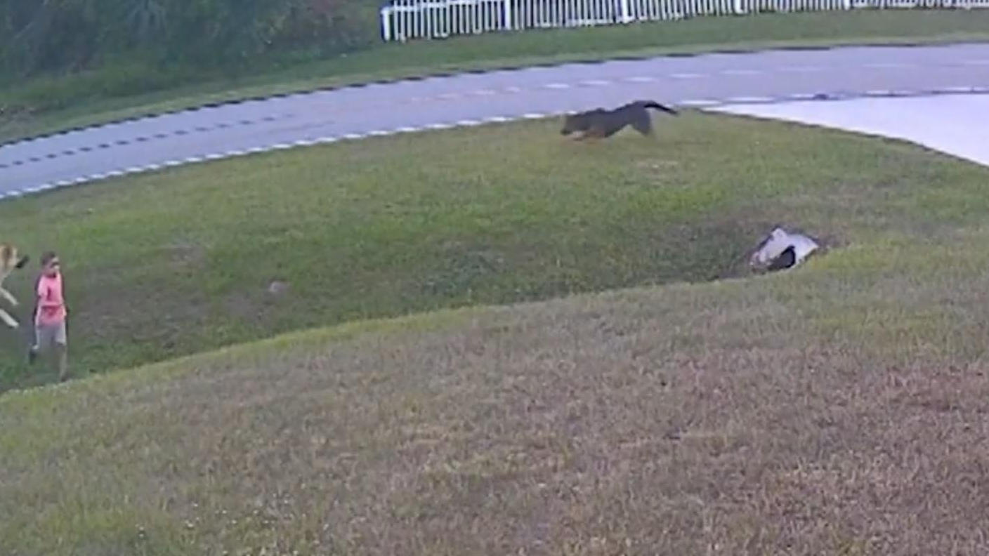 Familienhund rettet Jungen (6) vor Hunde-Attacke