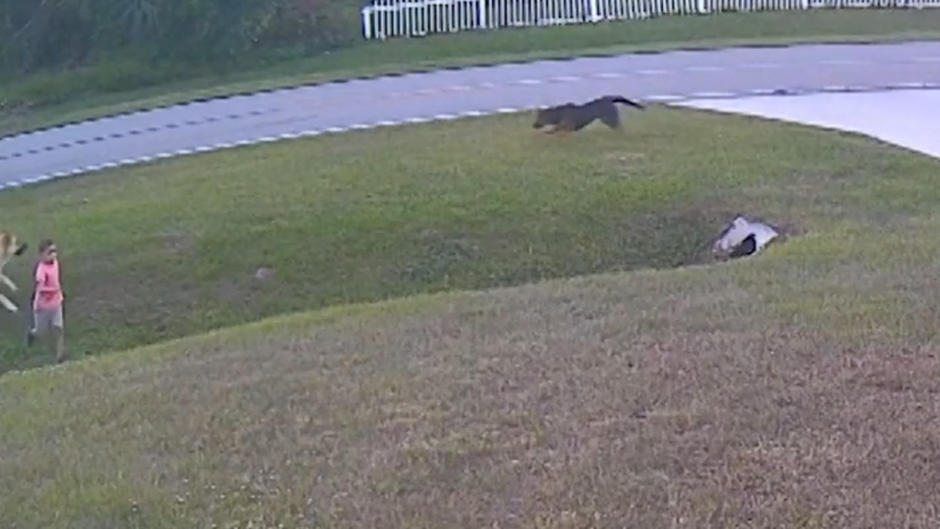 Familienhund rettet Jungen (6) vor Hunde-Attacke