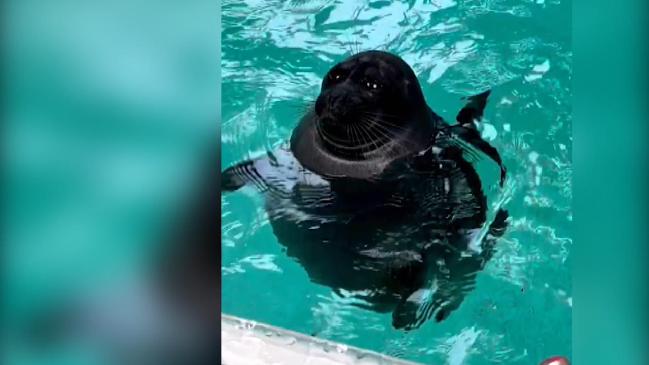 Robbe macht irre Pups-Geräusche mit dem Mund