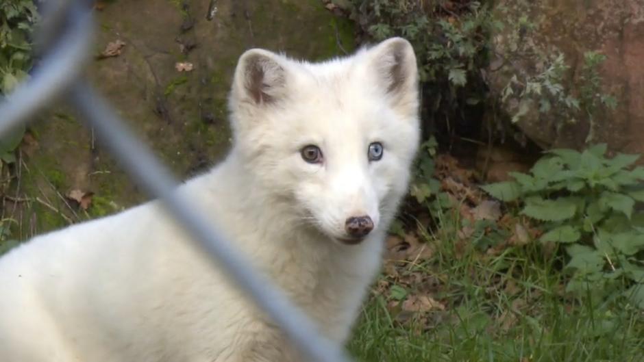 Süßer Polarfuchs Wukk: Als Kuscheltier angeschafft und dann abgeschoben!