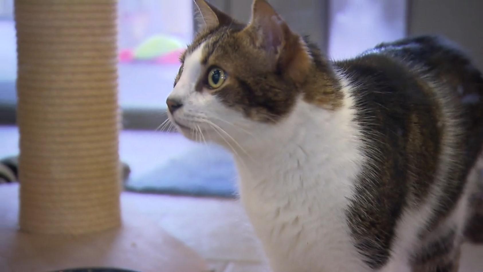 "Wir lieben ihn alle!" Tierheim-Liebling Kater Mio sucht ein neues Zuhause