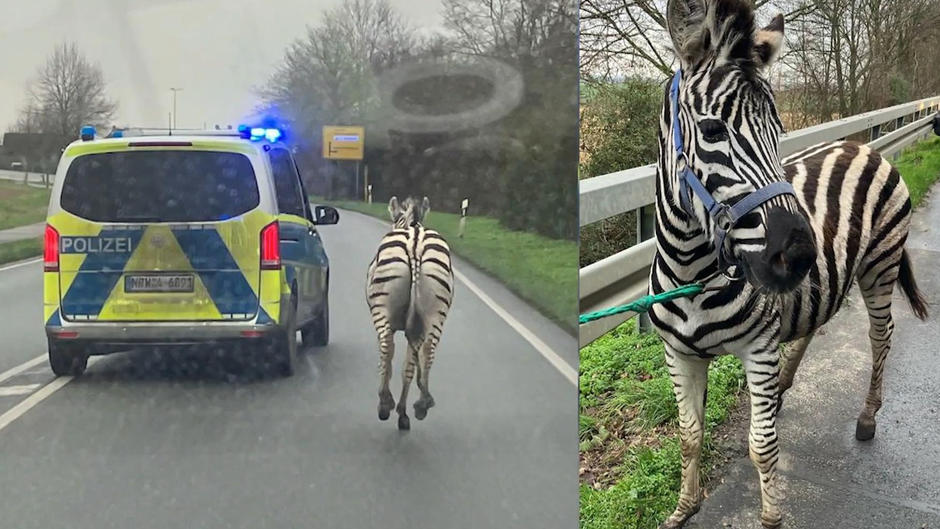 Ungewöhnlicher Einsatz für Polizei: Plötzlich rennen Zebras über die Bundesstraße