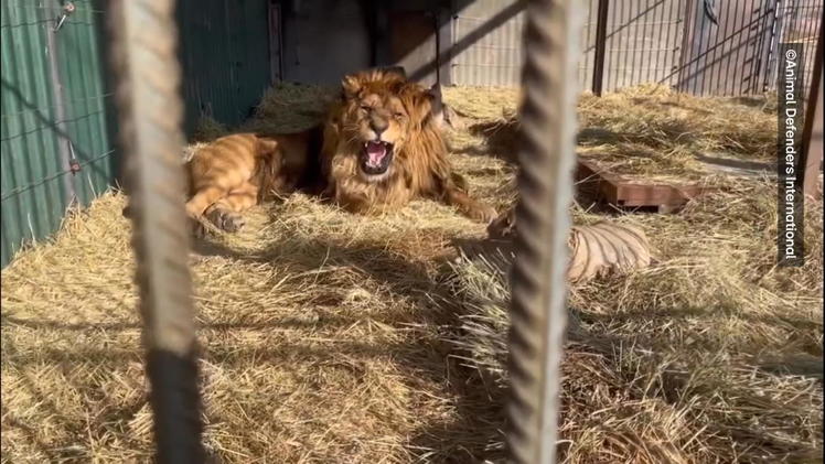 Jahrelang allein: Löwe Ruben verliert sogar sein Brüllen - gibt es ...