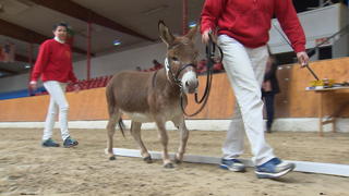 Dieser Mini-Esel ist der wohl kleinste Deckhengst Deutschlands