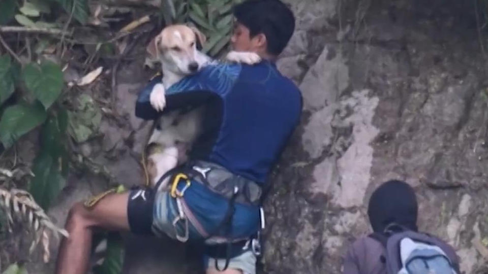 Streuner auf Berg gefangen: Helfer retten Hund aus Felswand
