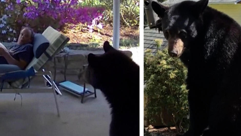 Plötzlich erstarrt! Bär überrascht Mann auf seiner Terrasse