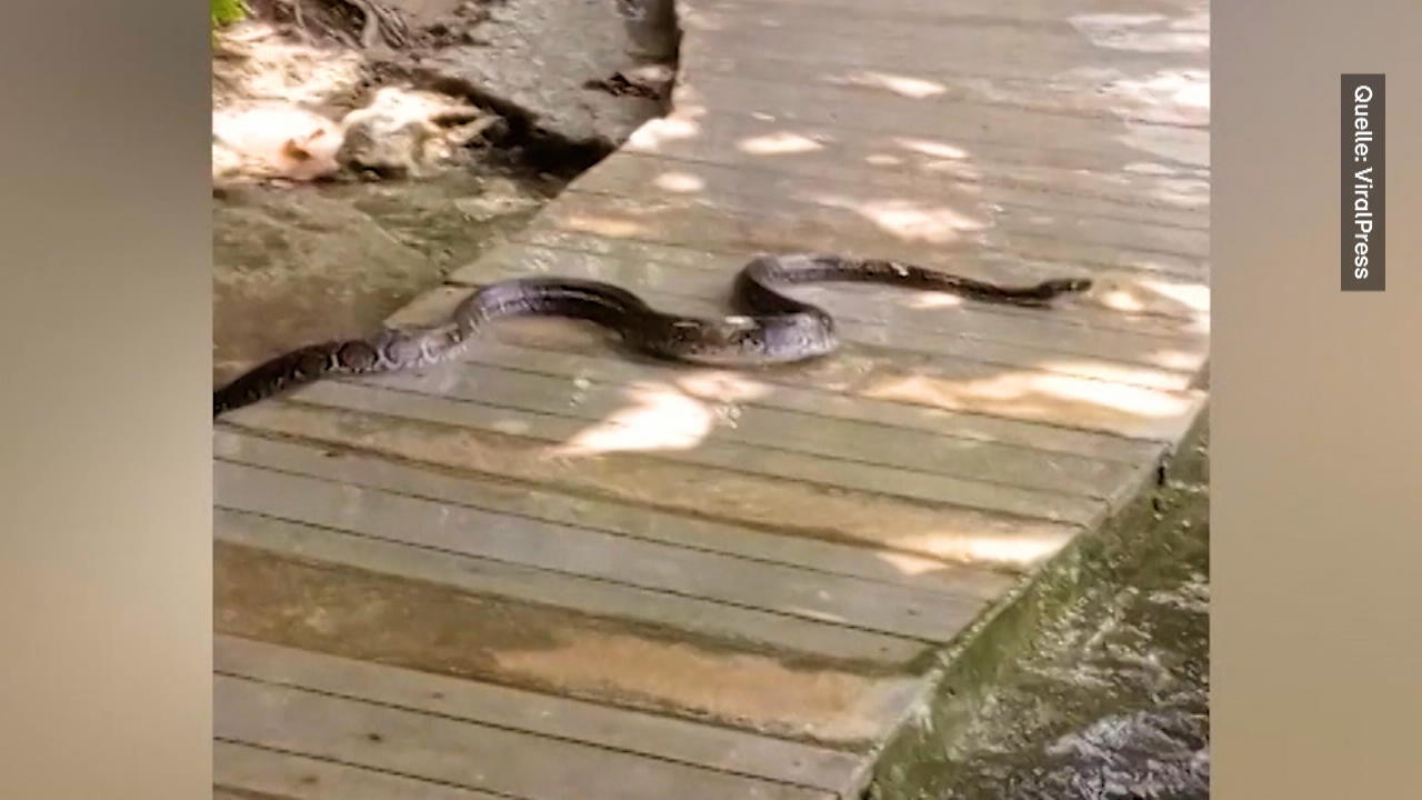 Panik im Urlaubsparadies: Python schlängelt sich durch beliebten ...