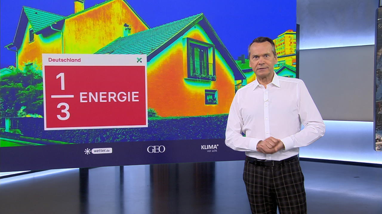 WHO warnt nach Vogelgrippe-Ausbruch bei Katzen: H5N1 könnte nächste Pandemie auslösen!