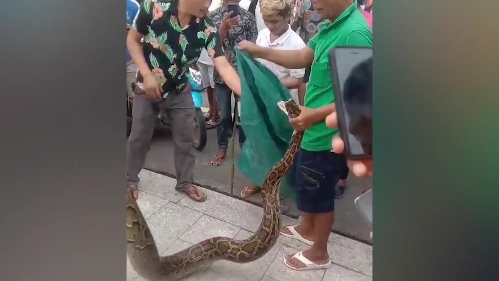 Schock nach dem Einkauf: XXL-Python unter Auto hervorgeholt