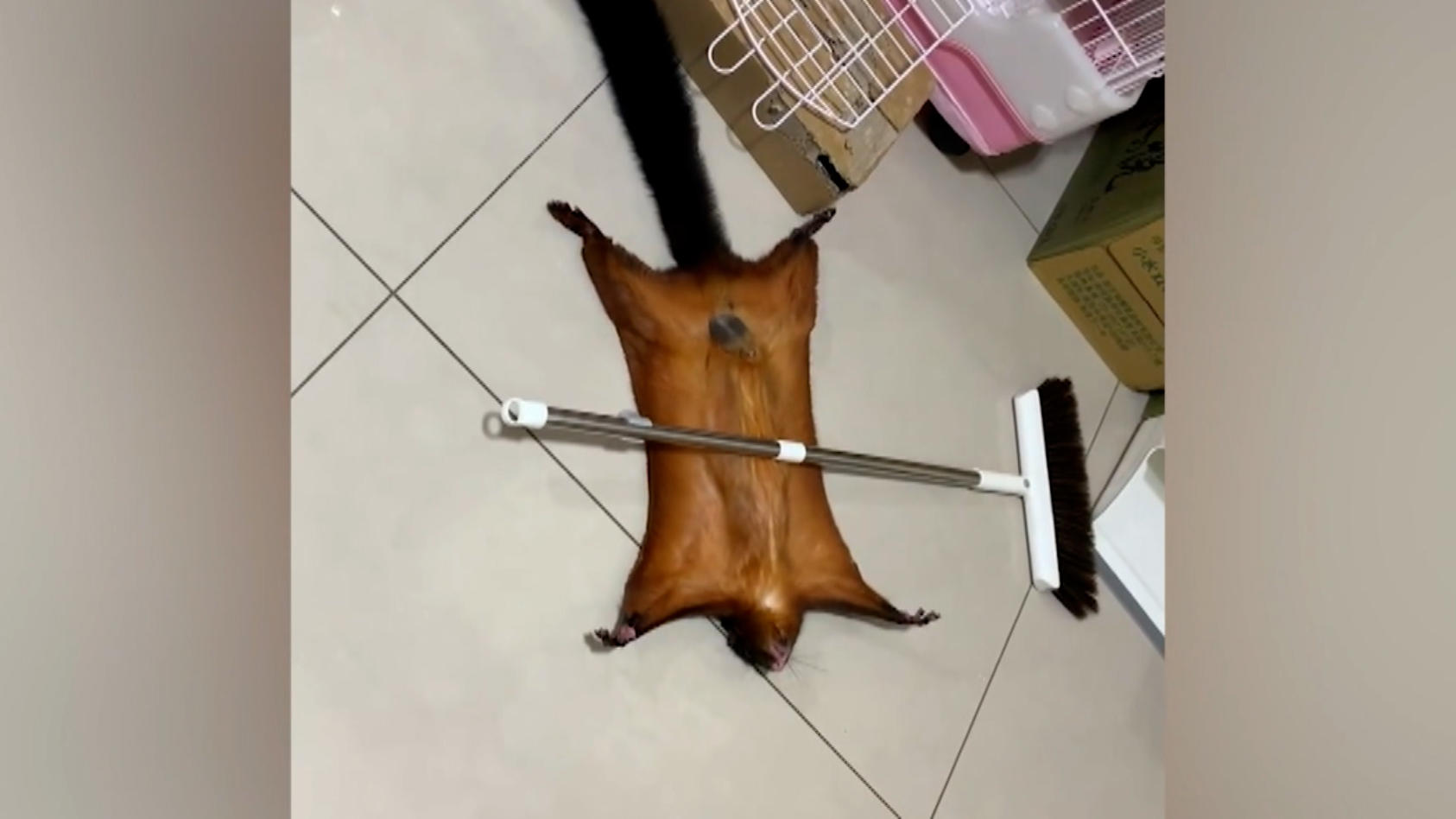 Das ist oscarreif: Flughörnchen begeistert mit seiner atemberaubenden Todestäuschung!