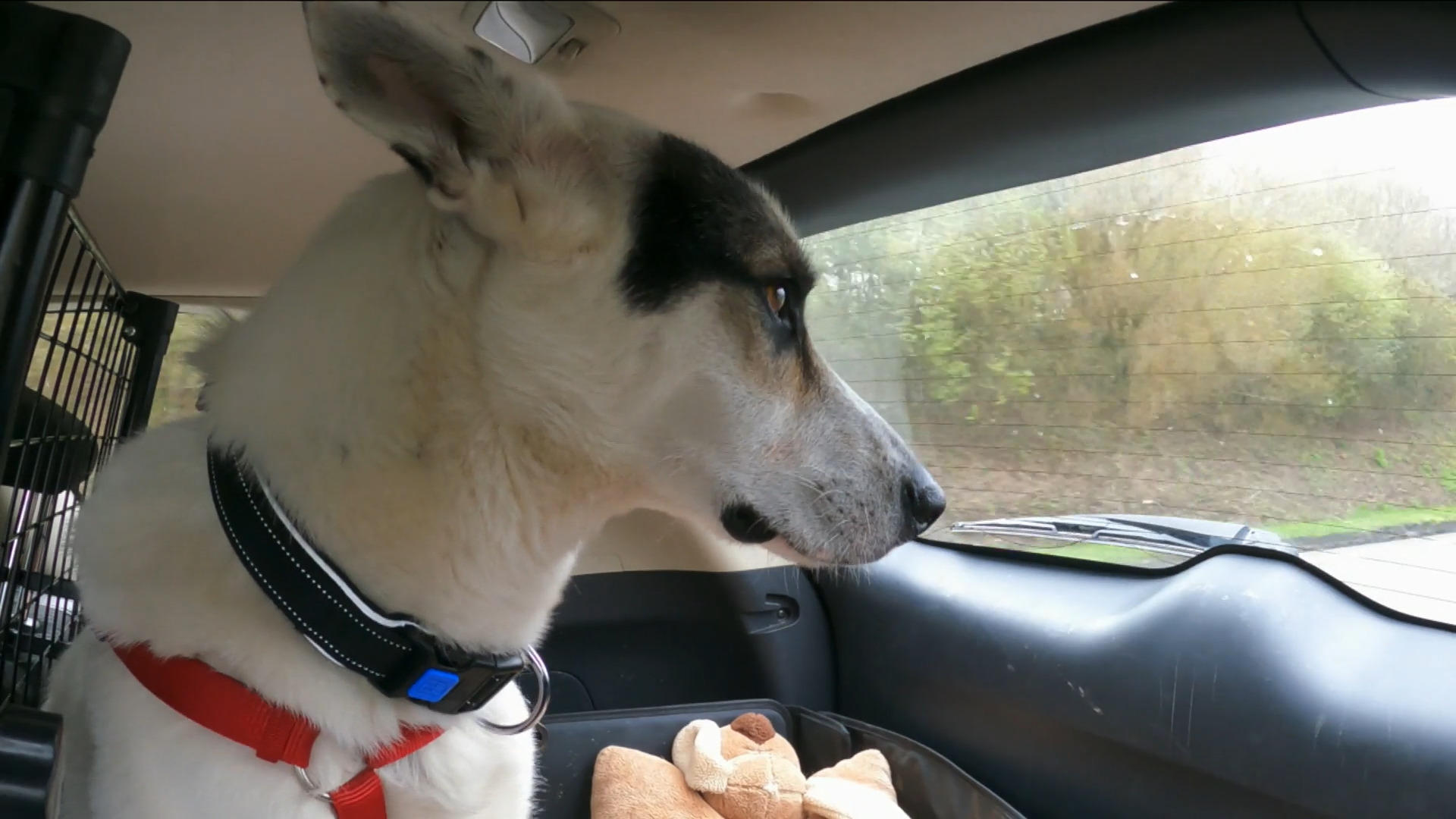 Aschaffenburg: Aus schlechter Haltung gerettete Spitz-Dame bringt ...