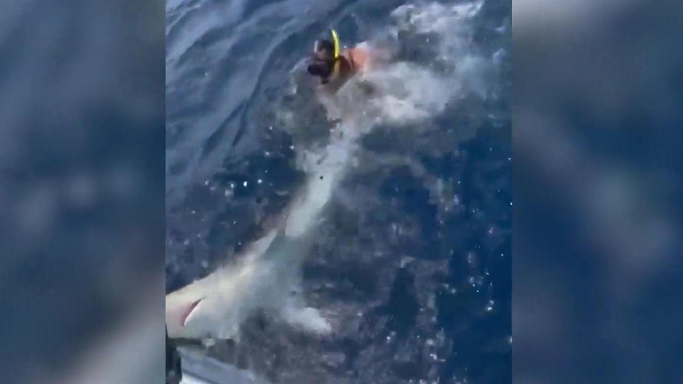 Irres Video aufgetaucht: Star-NFL-Agent Drew Rosenhaus kämpft mit Hai