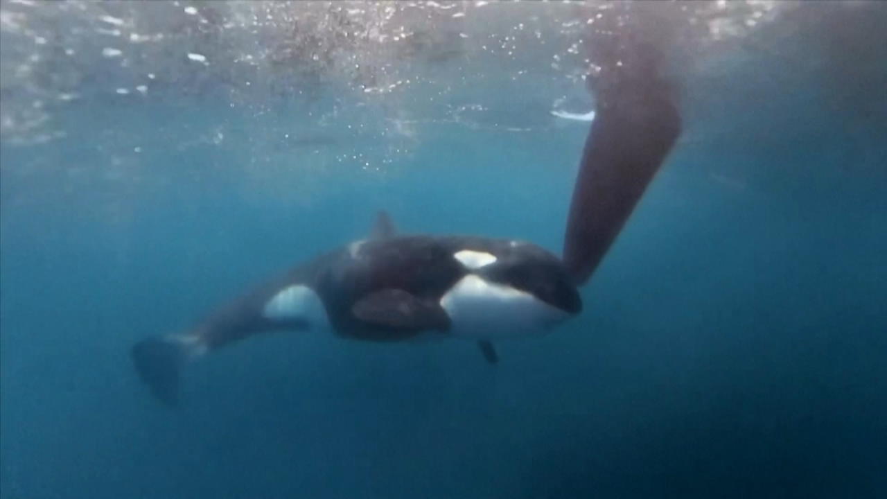 Ocean Race 2023: Orcas greifen Boote im Mittelmeer an - mit Video!