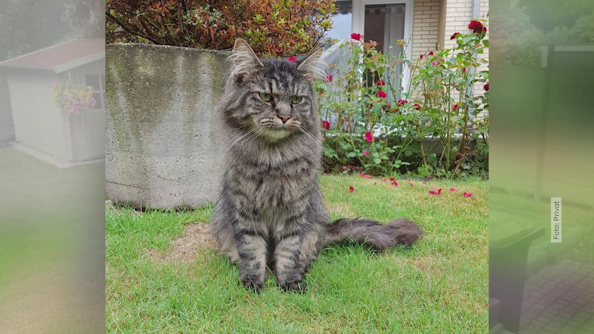 Sie haben Ja gesagt! Konrad Laimer und seine Ines-Sarah heiraten kurz ...