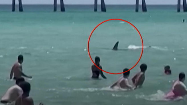 Hai-Alarm auf Florida: Hai schwimmt am Navarre Beach zwischen ...