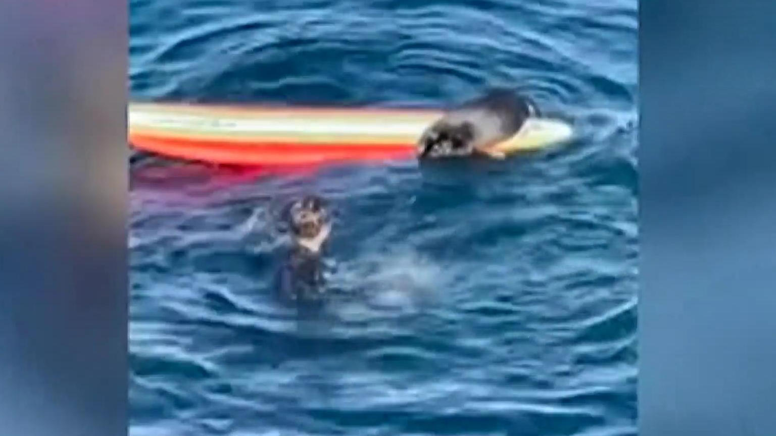 Titanic-U-Boot Titan: Neue Animation zeigt - so könnte das Tauchboot ...