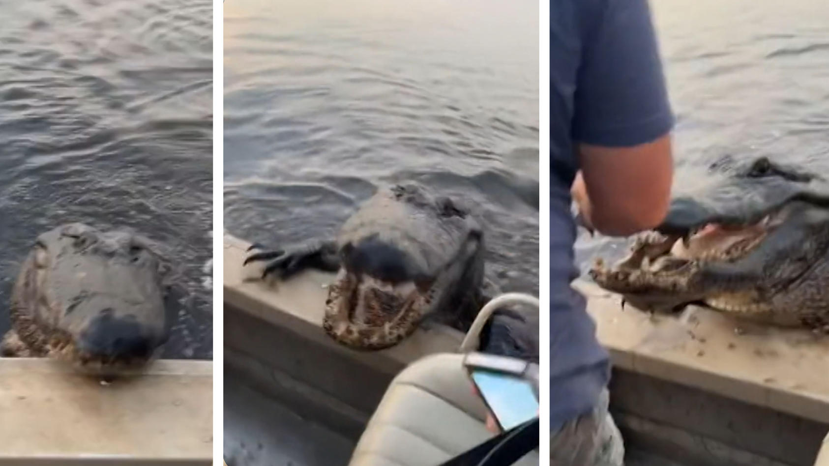 Video: Riesen-Alligator will auf Boot klettern - doch zum Glück ist ...