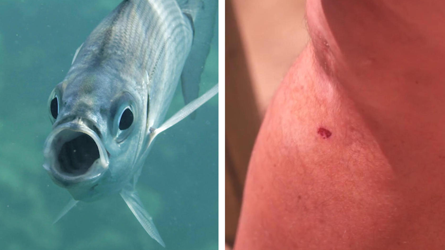 Spanische Medien warnen vor Angreifern im Meer: „Piranhas am Strand von ... Spanische Medien warnen vor Angreifern im Meer: „Piranhas am Strand von ...