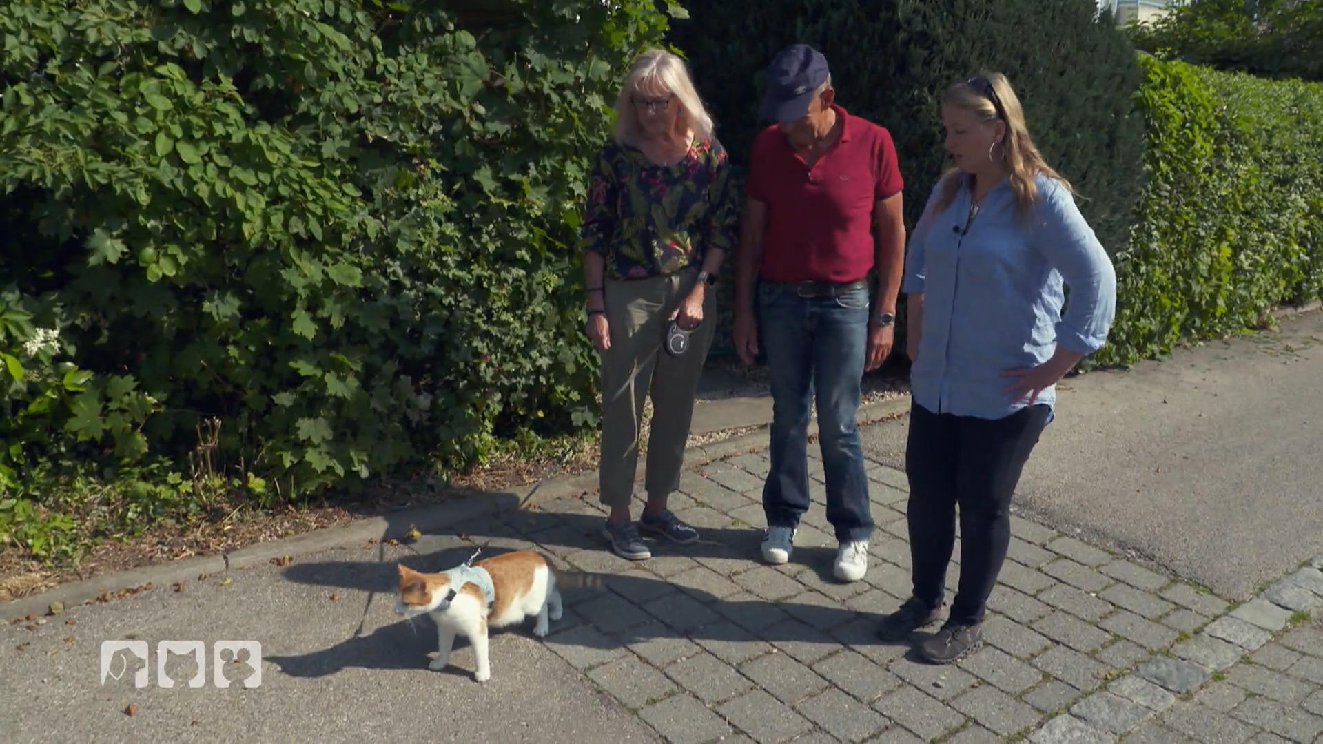 Mallorca: Hundeführerschein wird Pflicht! Das müssen Halter jetzt beachten