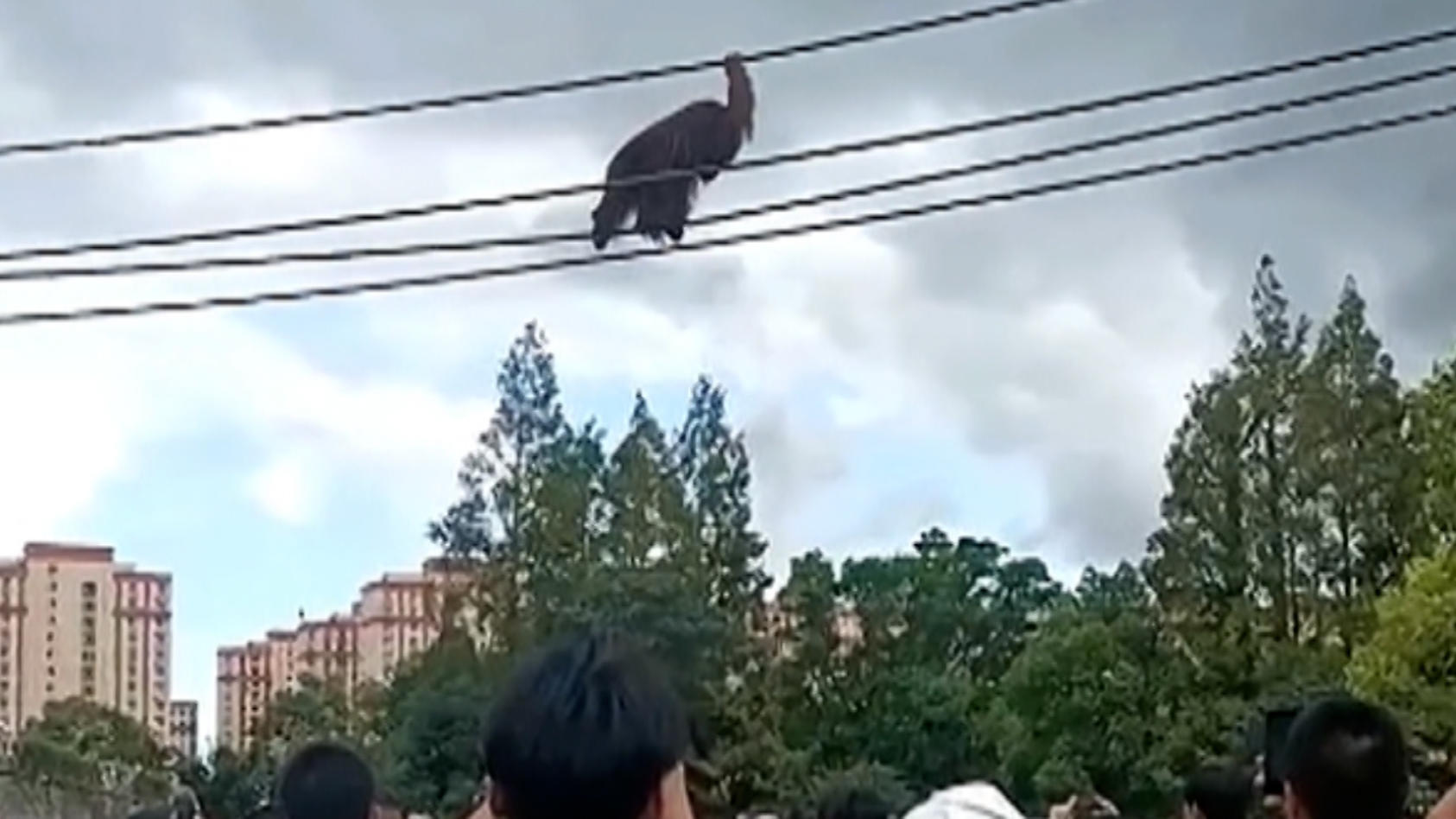 Will der Orang-Utan aus dem Zoo in China fliehen!? Das steckt hinter ...