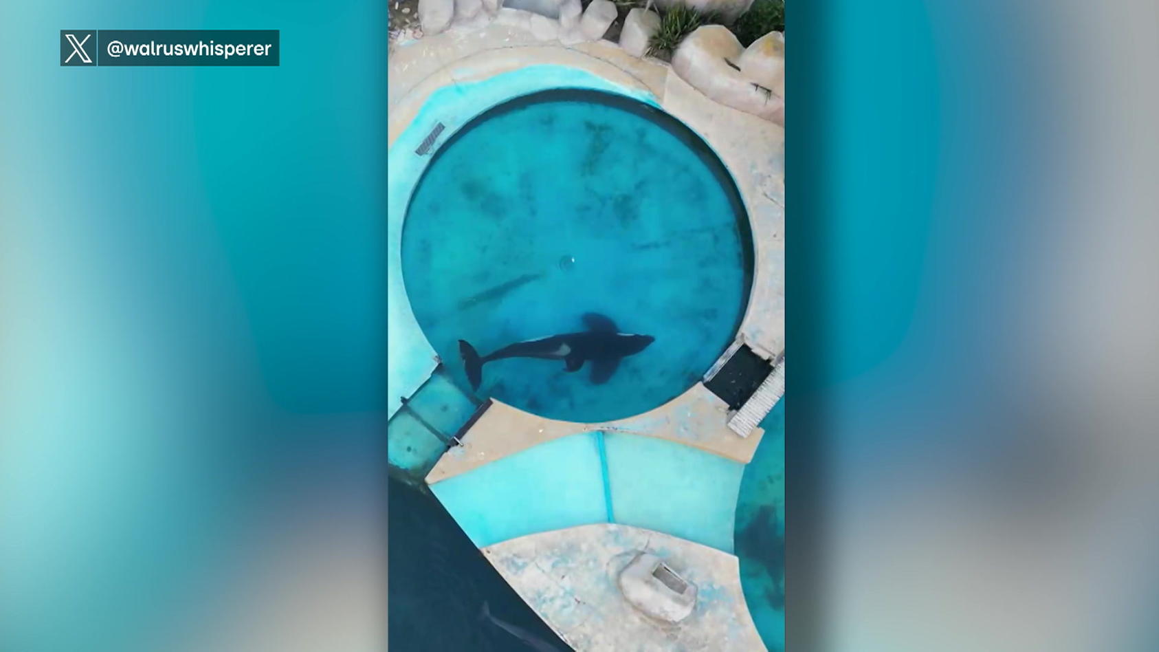 Orca Kshamenk muss seit 31 Jahre in einem viel zu kleinem Becken leben