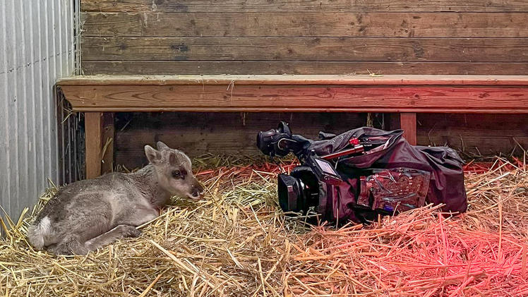 Warum Rentier-Baby Komet eine kleine Sensation ist