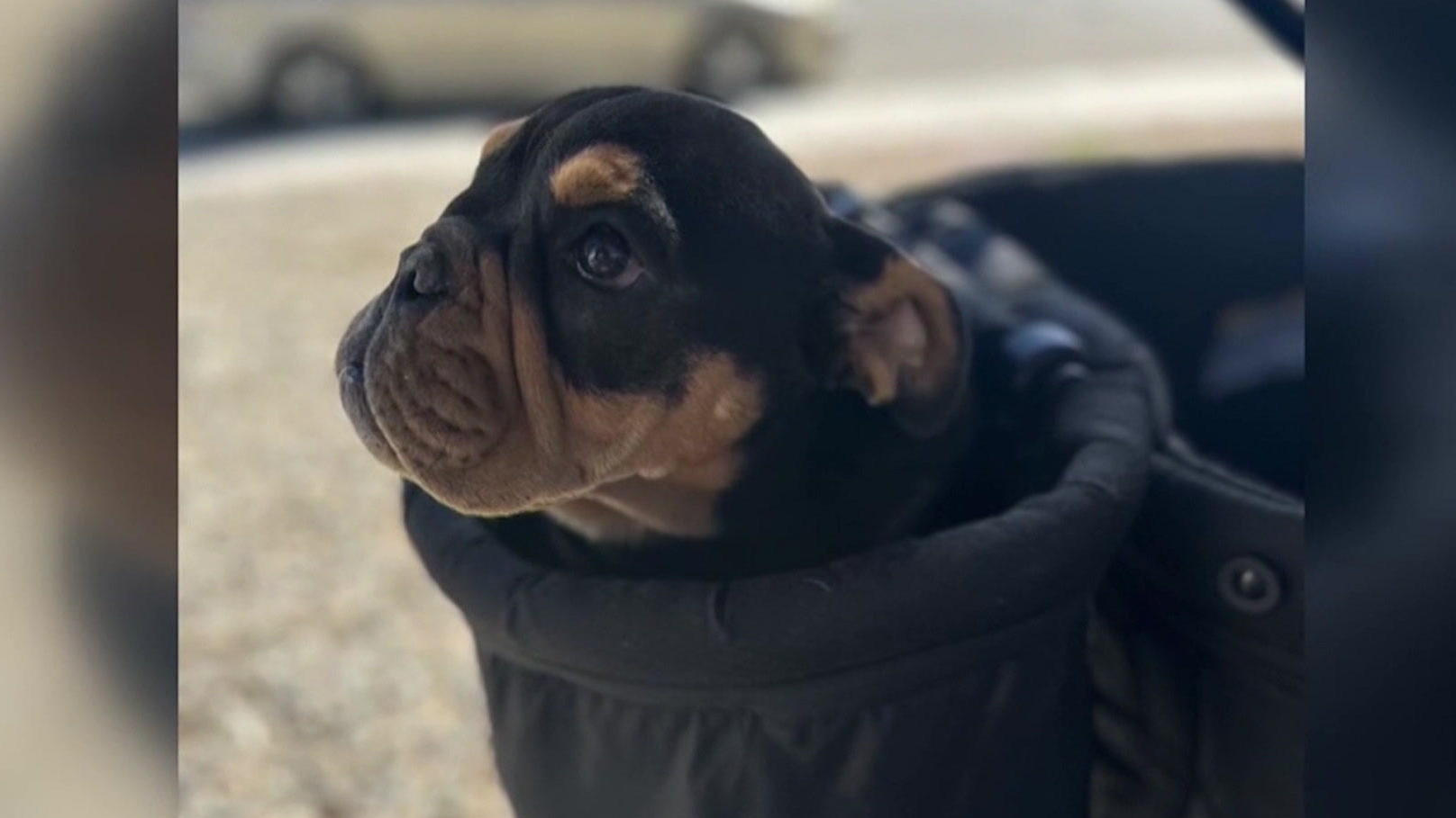 Kalifornien: Bienenschwarm tötet drei Hunde - Dobermann Drogo kämpft um sein Leben