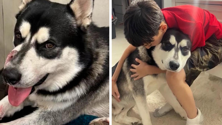 Husky ins Gesicht geschossen: Hund bellt angeblich zu laut - Nachbar ...