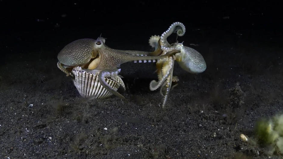 Boxkampf mit 16 Armen! Oktopusse kloppen sich um Muschel